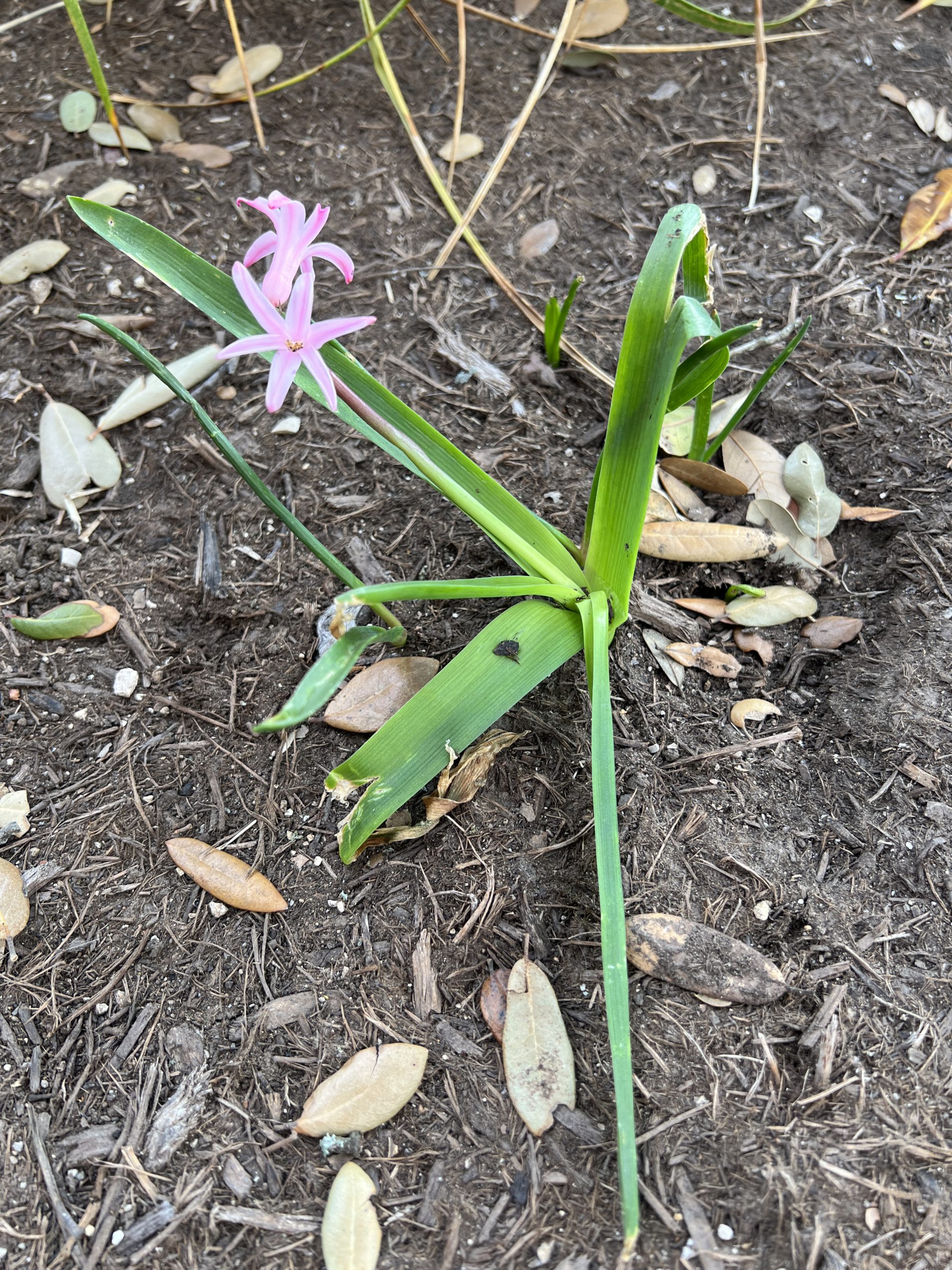 Rev. Jessica Petersen – Reflections on God's extraordinary grace in the midst of ordinary life