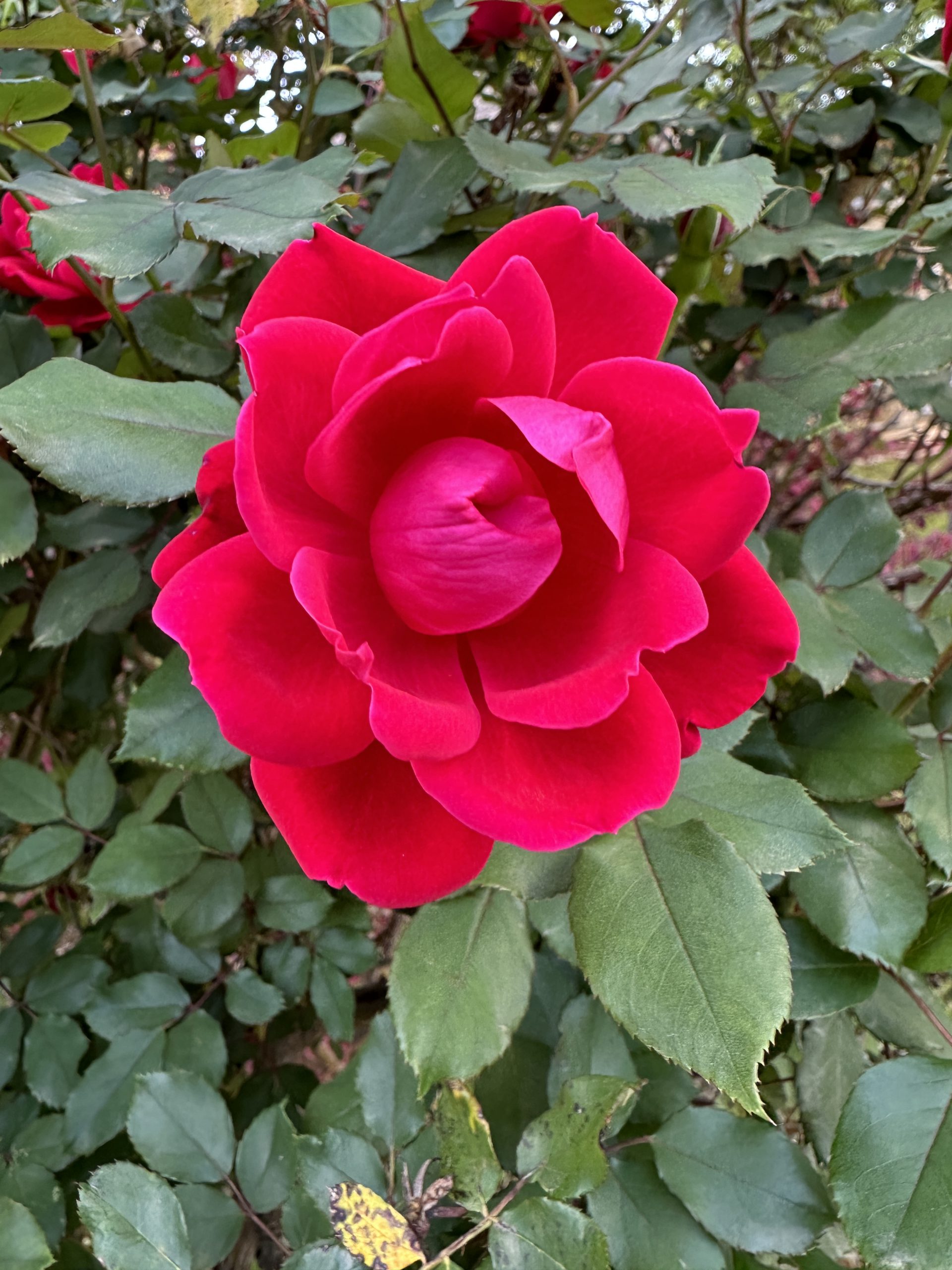 Rev. Jessica Petersen – Reflections on God's extraordinary grace in the midst of ordinary life